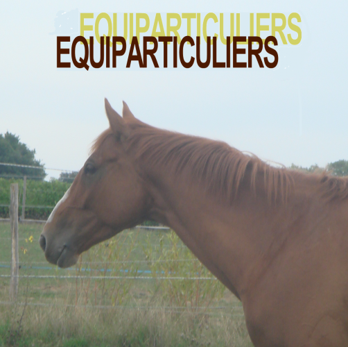 Equiparticuliers, Caroline BOSC | Equizoom